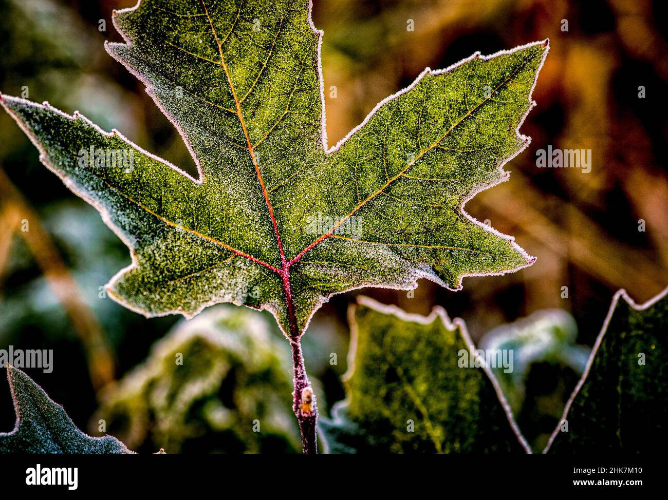 Natures pattens hi-res stock photography and images - Alamy Natures pattens hi-res stock photography and images - Alamy