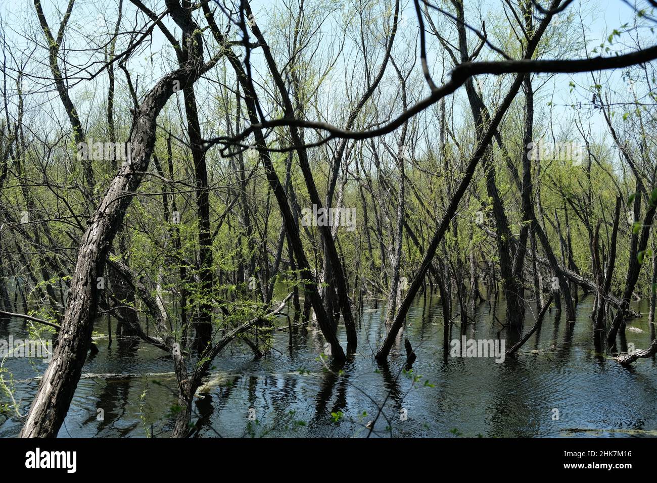 Forest thin trees with young green leaves on branches. Water covering ...
