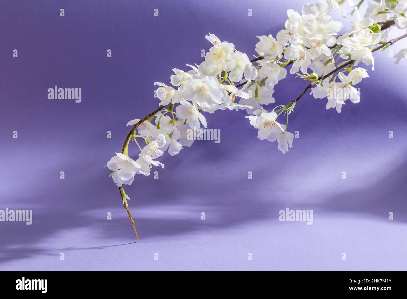 Blossoming cherry twig isolated on purple very peri background. Amazing ...