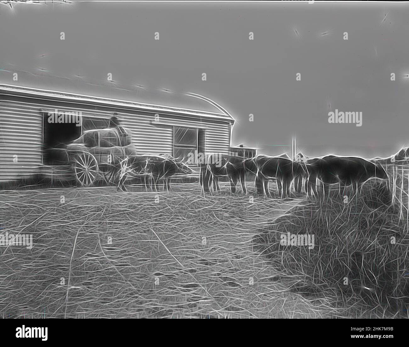 Bullock team hi-res stock photography and images - Alamy