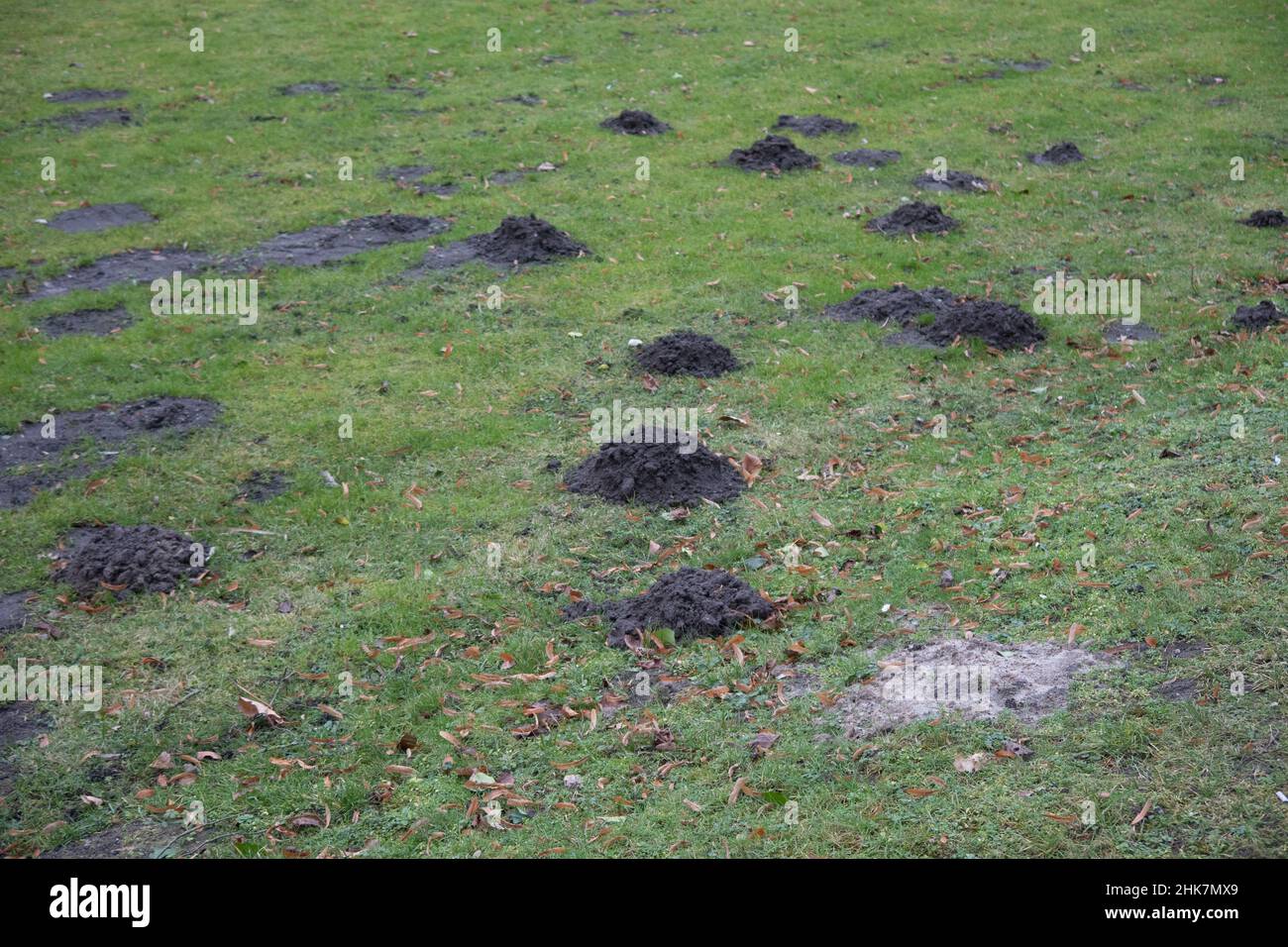 a mole has devastated a meadow with his piles Stock Photo - Alamy