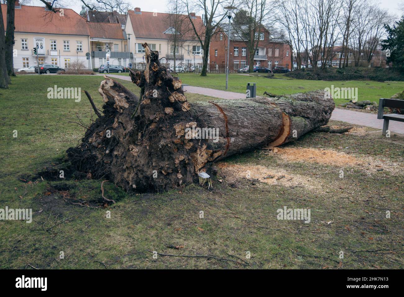 a tree that fell due to a storm was sawn up Stock Photo - Alamy