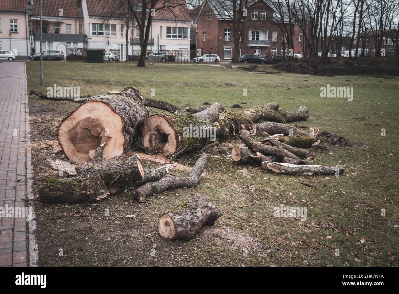 a tree that fell due to a storm was sawn up Stock Photo - Alamy