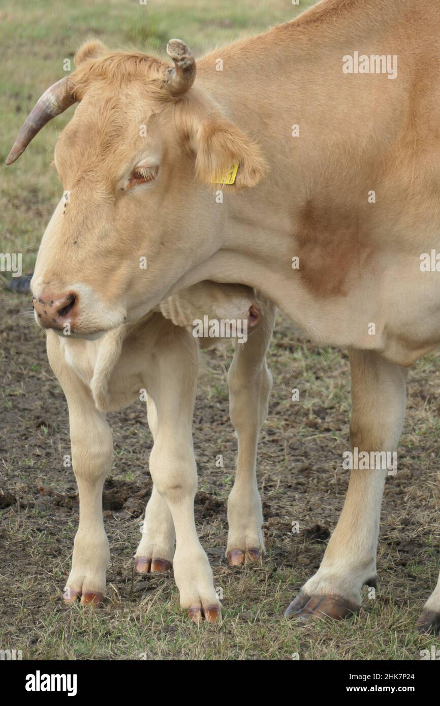 Beige cow and calf cuddle in the pasture, seen from the front and close ...