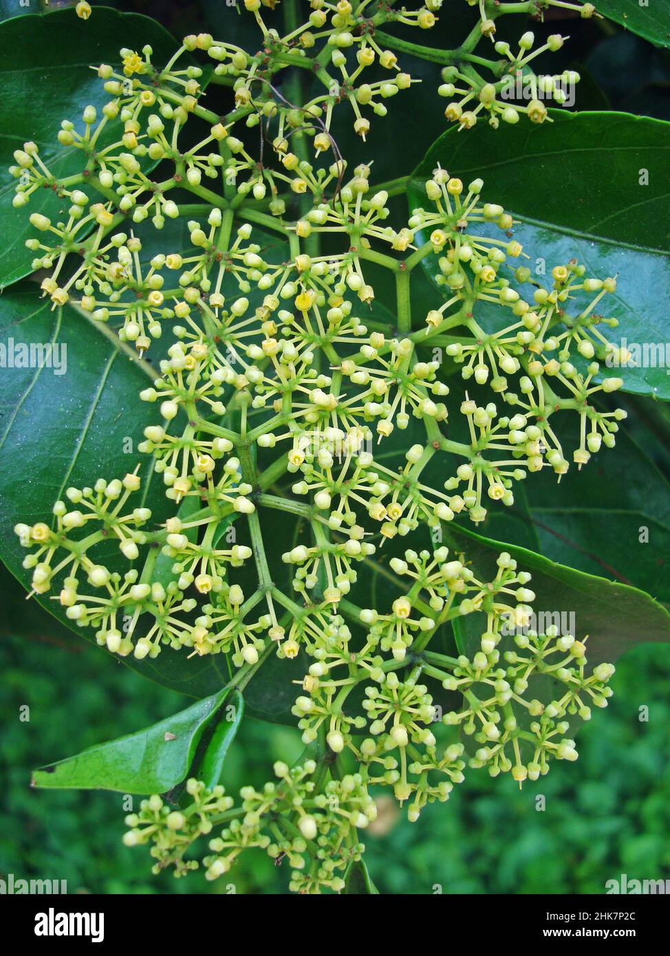 Vine cissus hi-res stock photography and images - Alamy
