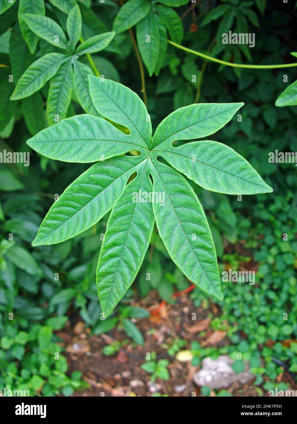 Palmate leaf on tropical rainforest Stock Photo - Alamy