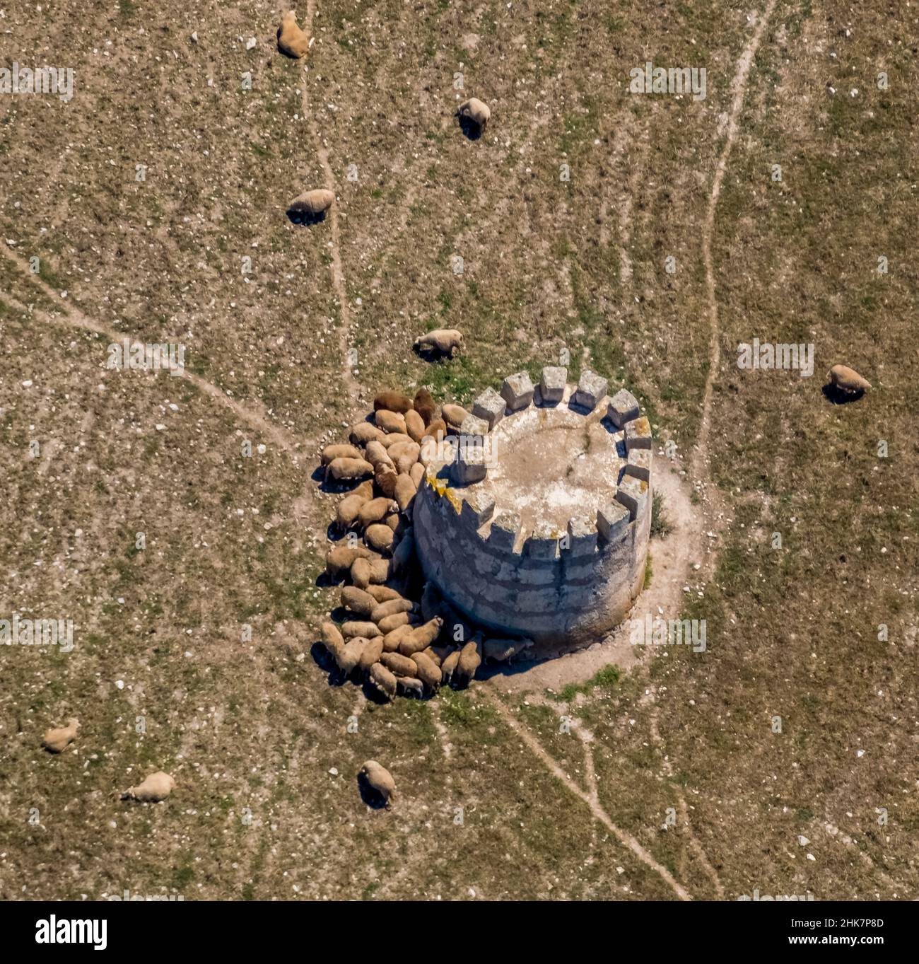 Schafe am turm hi-res stock photography and images - Alamy