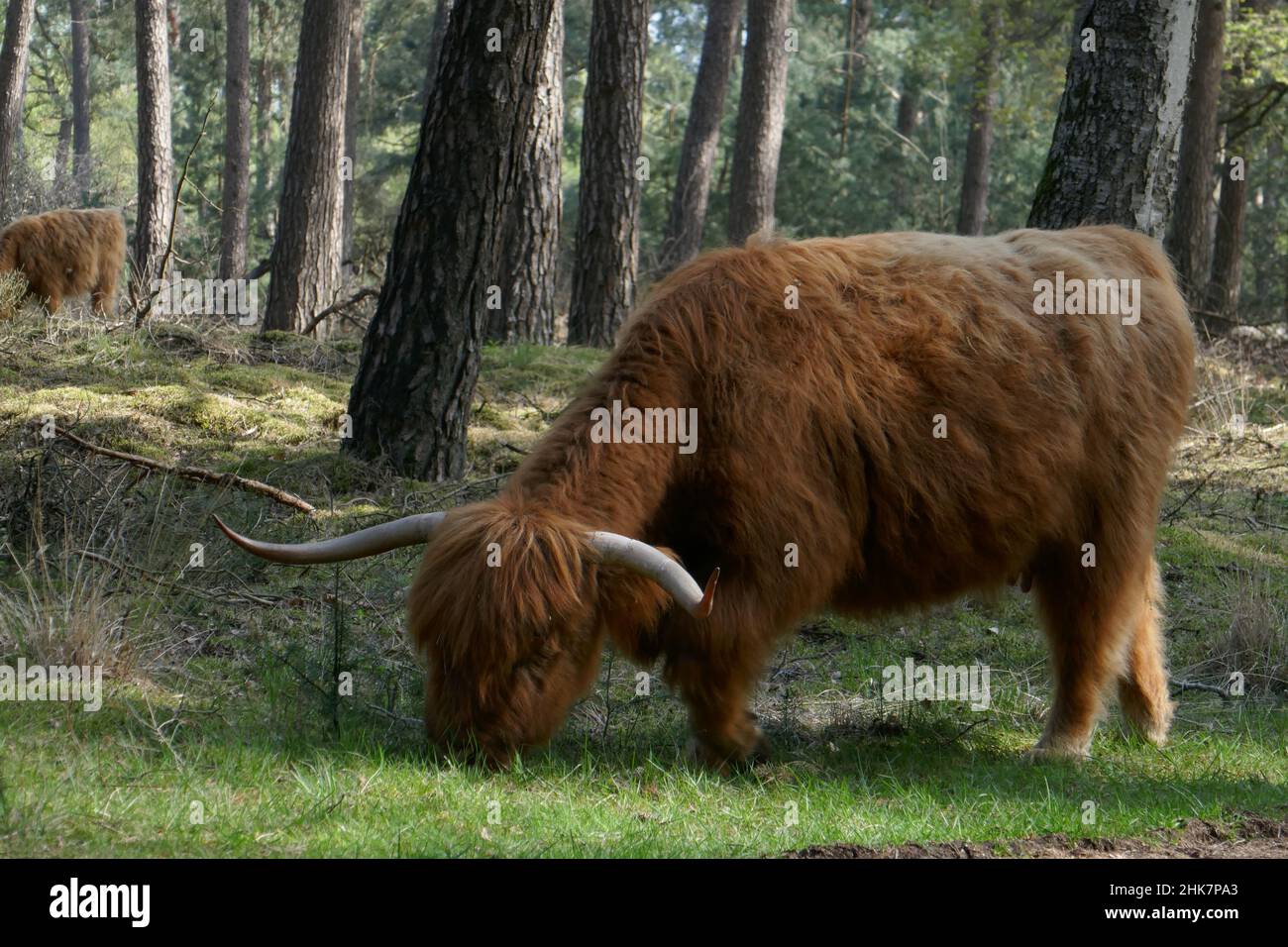 Scottish highlander is grazing in the woods Stock Photo - Alamy