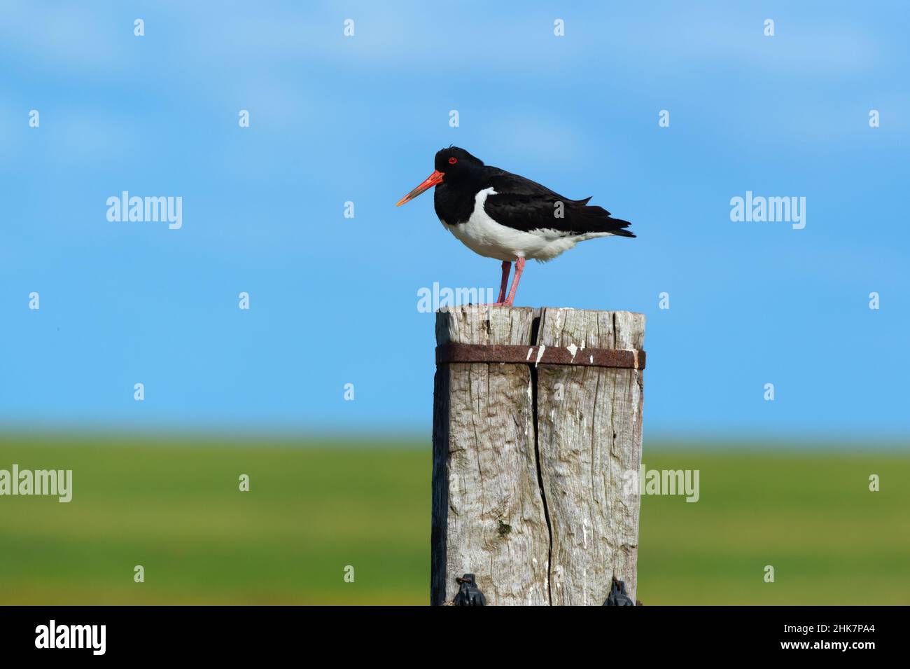 Common oyster catcher in pole in landscape Stock Photo - Alamy