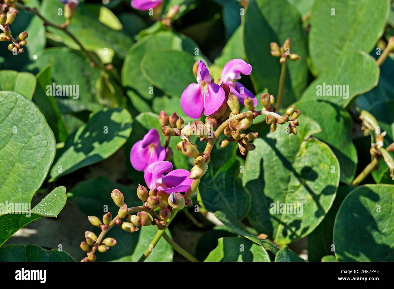 Beach bean flowers (Carnavalia rosea Stock Photo - Alamy