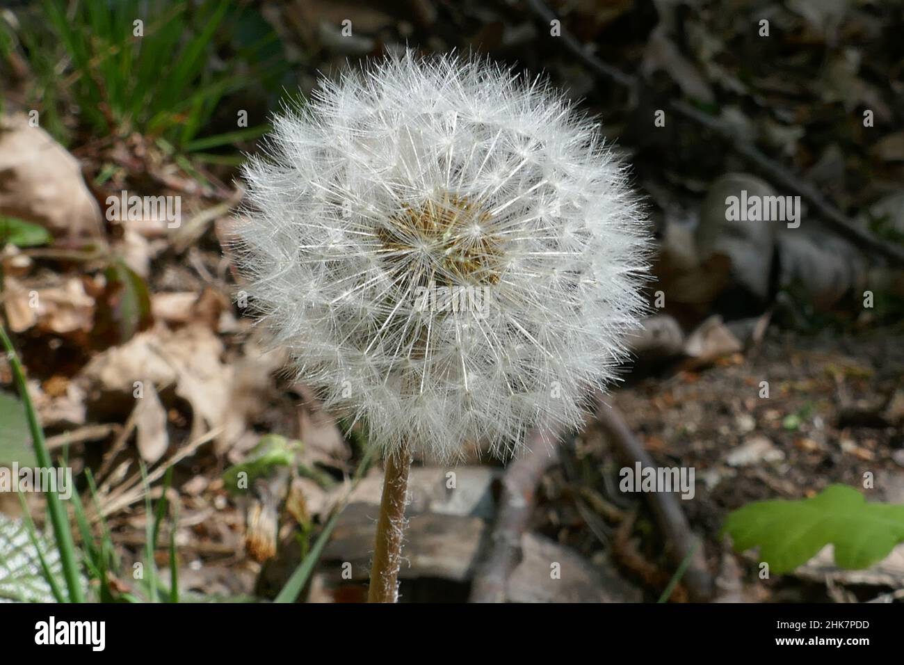 Dandelion full of fluff,up close Stock Photo - Alamy