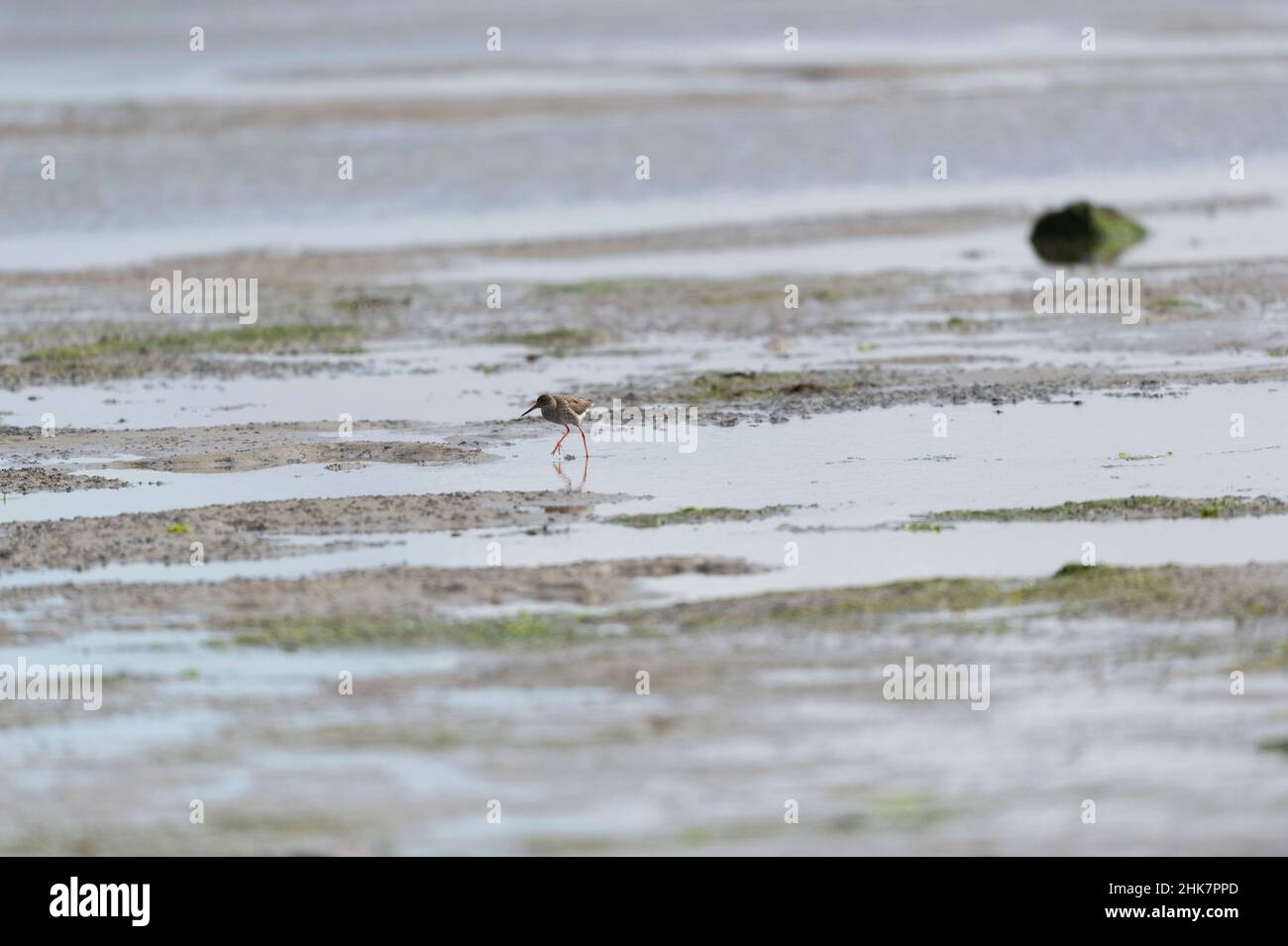 Common Redshank bird wading in the wadden sea Stock Photo - Alamy