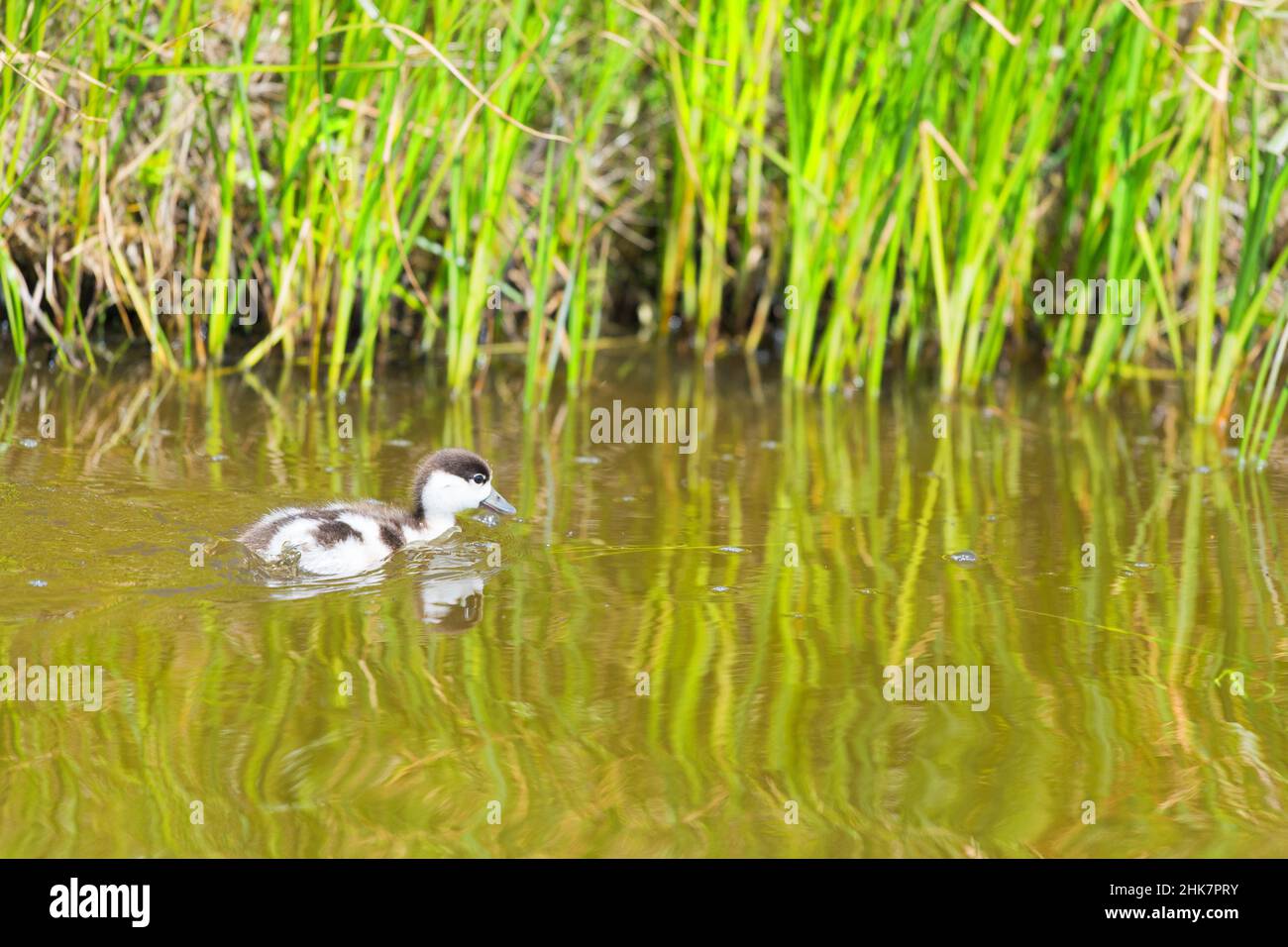Swimming young common shelduck in ditch Stock Photo - Alamy