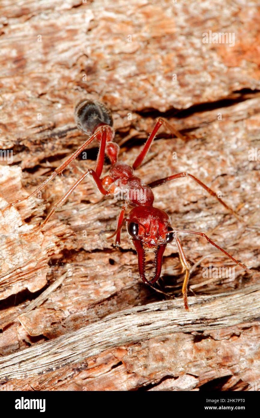 Bulldog Ant Vs Wasp