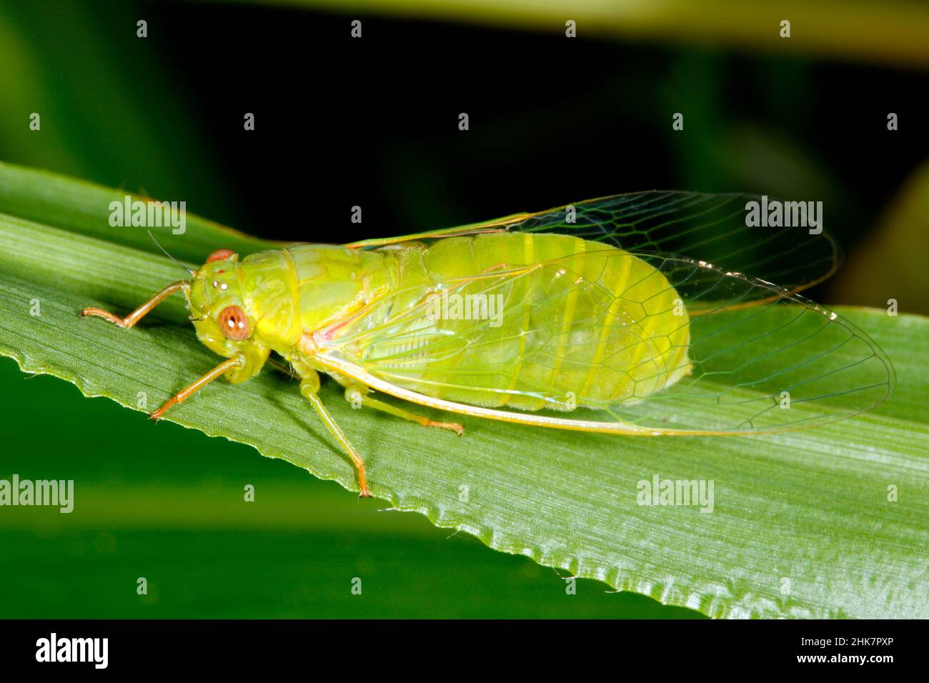 Small Bottle Cicada, Chlorocysta vitripennis. Also known as Lesser ...