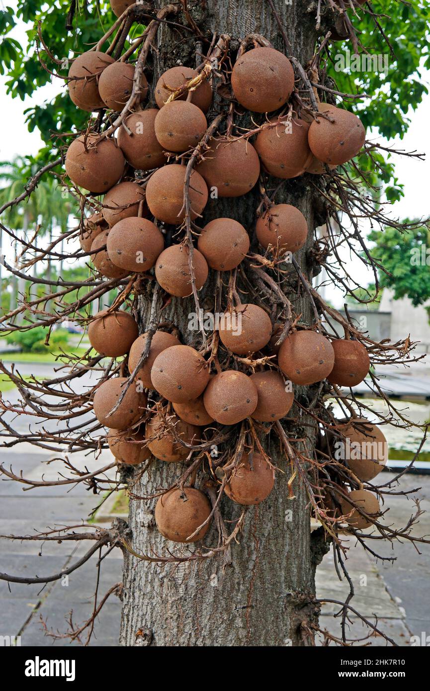 Cannonball tree fruits (Couroupita guianensis Stock Photo - Alamy