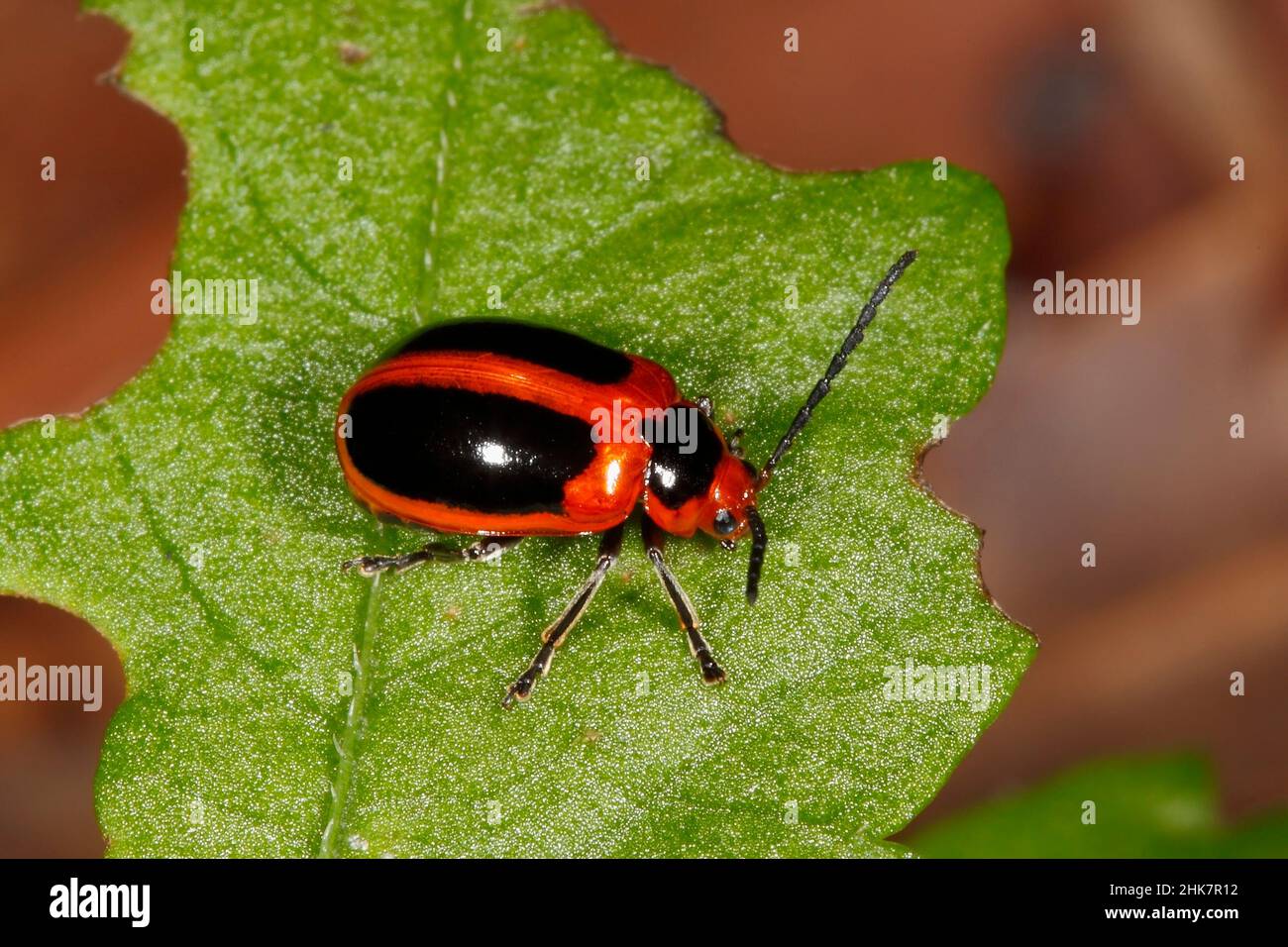 Australian beetles hi-res stock photography and images - Alamy