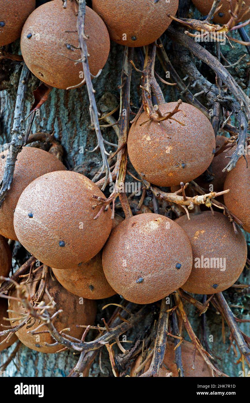 Cannonball tree fruits (Couroupita guianensis Stock Photo - Alamy