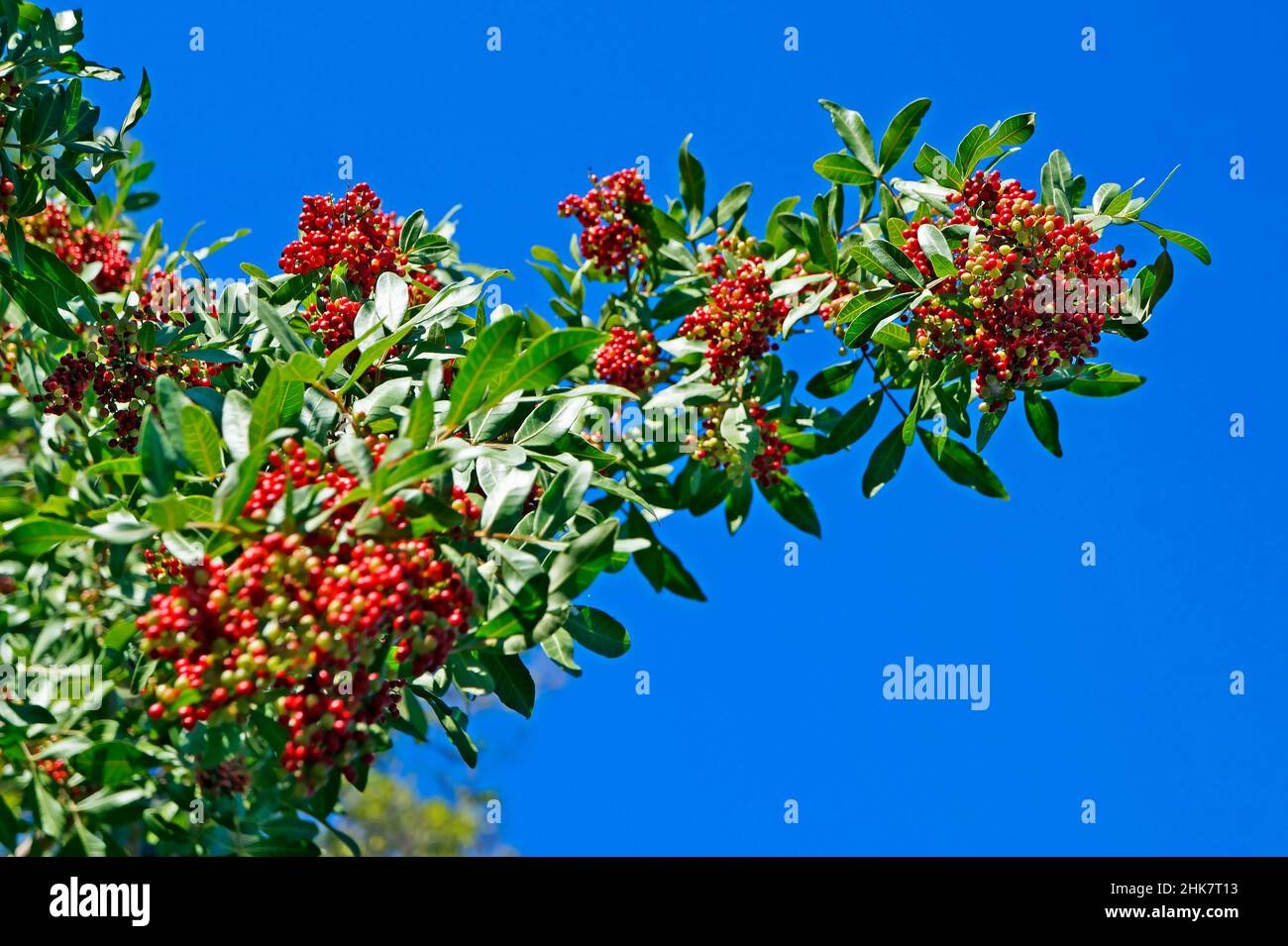 Brazilian peppertree fruits (Schinus terebinthifolius Stock Photo - Alamy