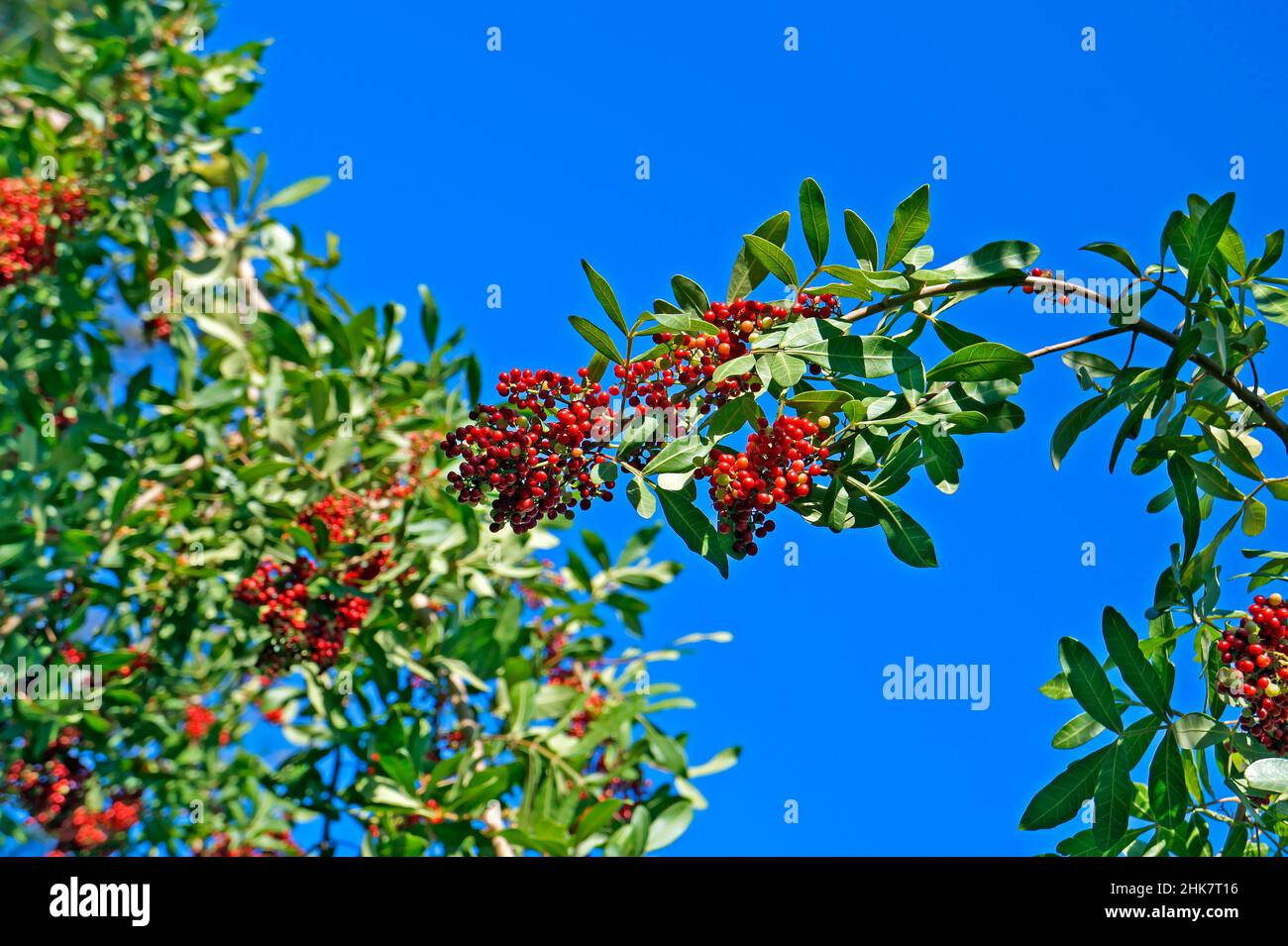 Brazilian peppertree fruits (Schinus terebinthifolius Stock Photo - Alamy