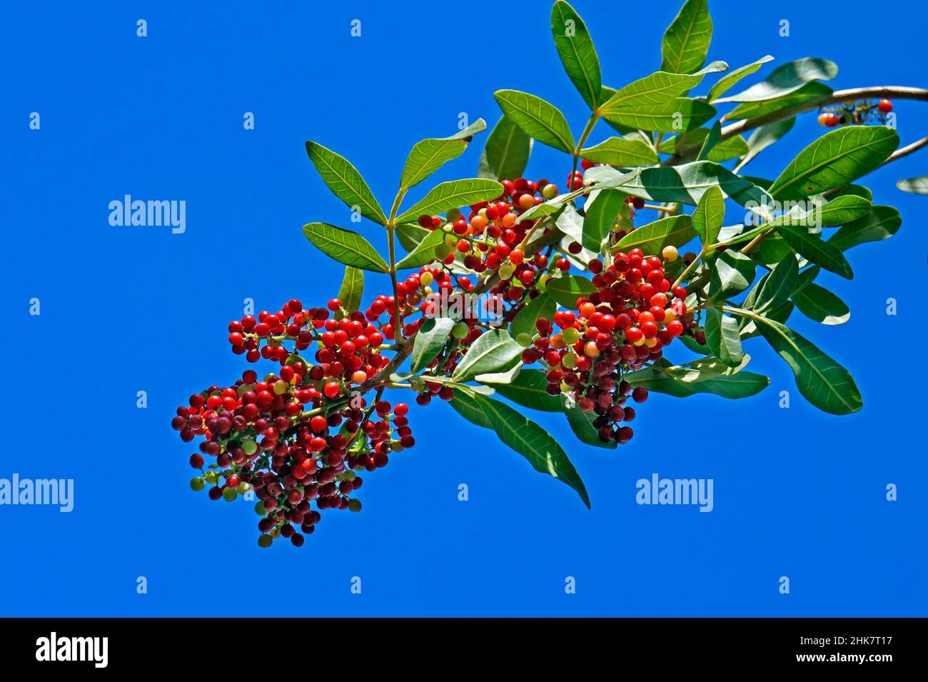 Brazilian peppertree fruits (Schinus terebinthifolius Stock Photo - Alamy