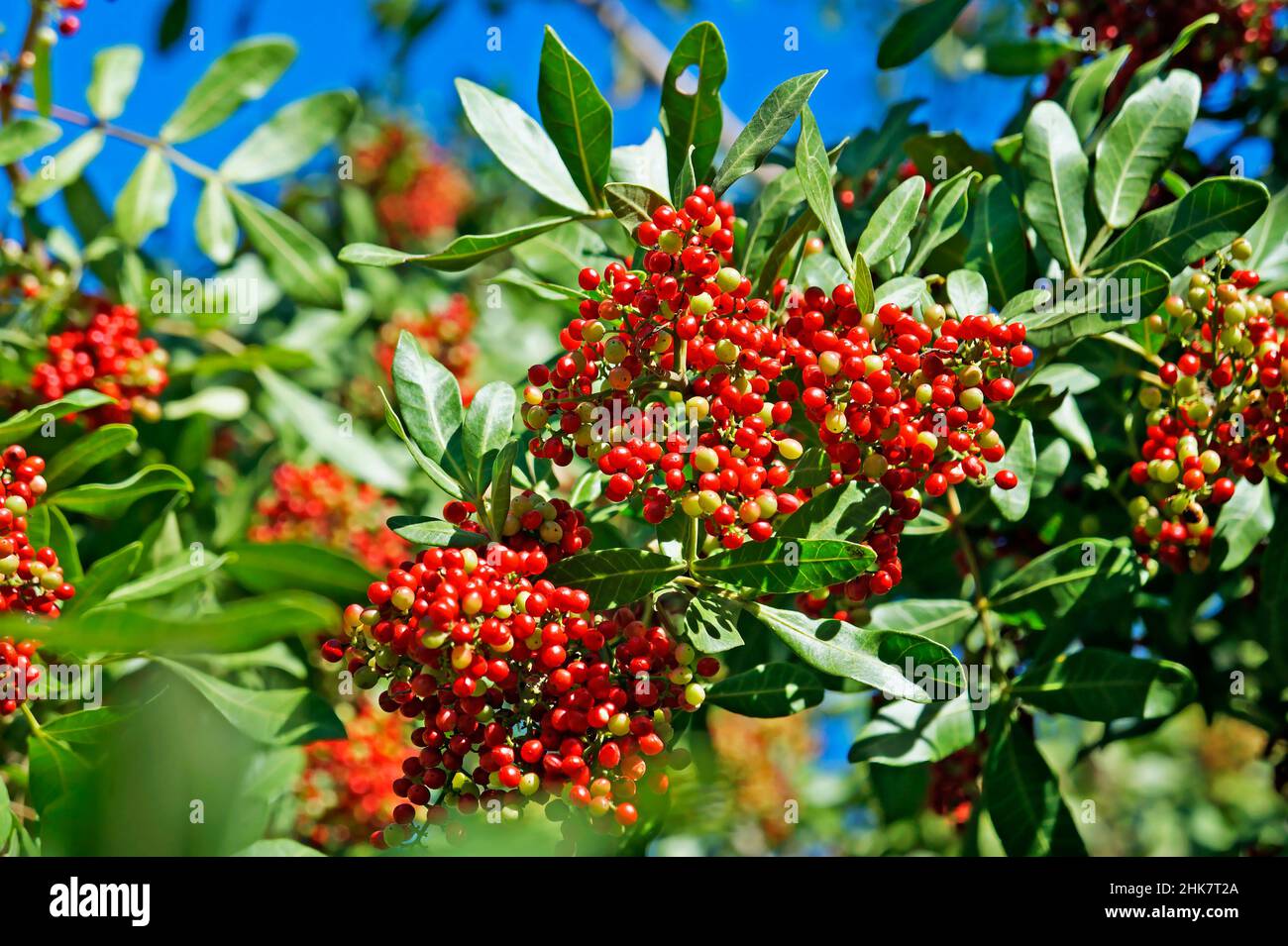 Brazilian pepper schinus terebinthifolius hi-res stock photography and ...