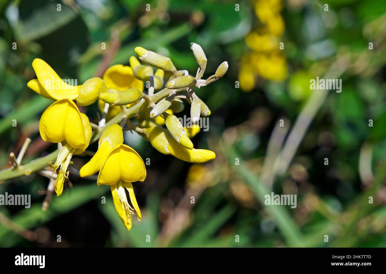 Yellow necklacepod flowers (Sophora tomentosa), Rio de Janeiro Stock ...