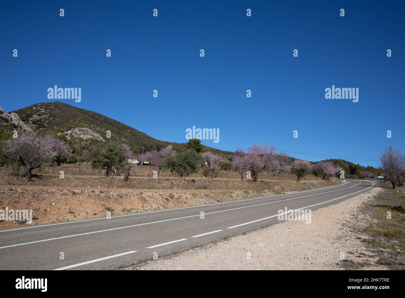 road in a landscape with almond trees blossom Stock Photo - Alamy