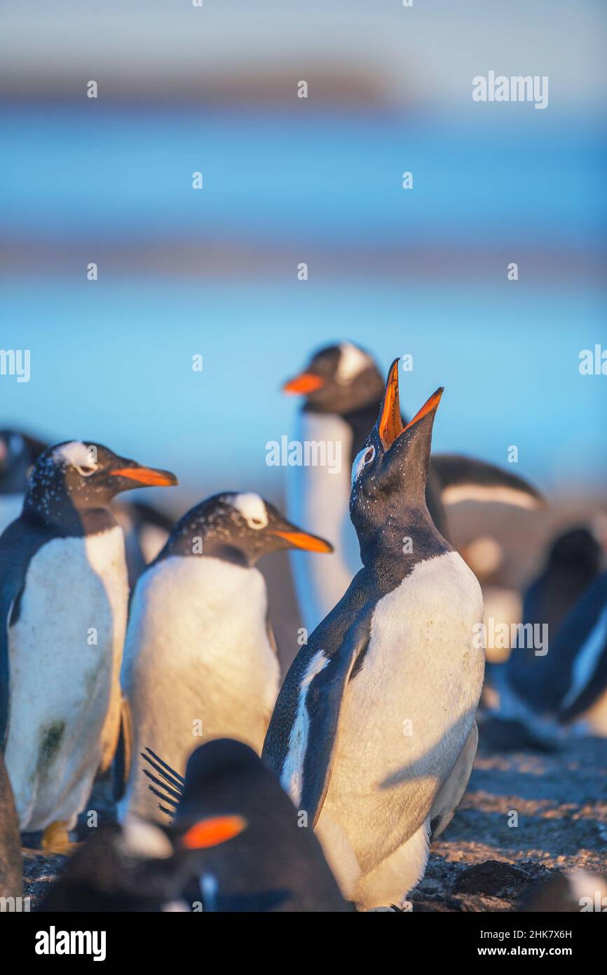 The penguins singing group hi-res stock photography and images - Alamy