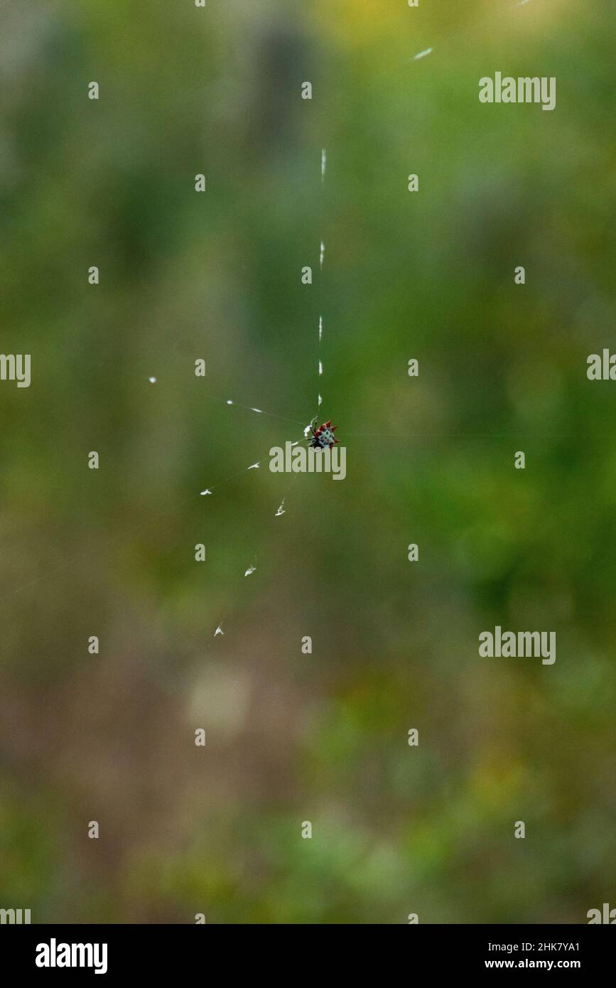 Little spider weaving a web Stock Photo - Alamy