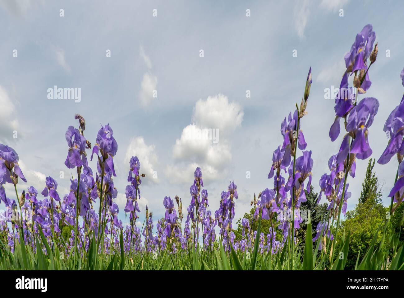 Lilies of the field hi-res stock photography and images - Alamy