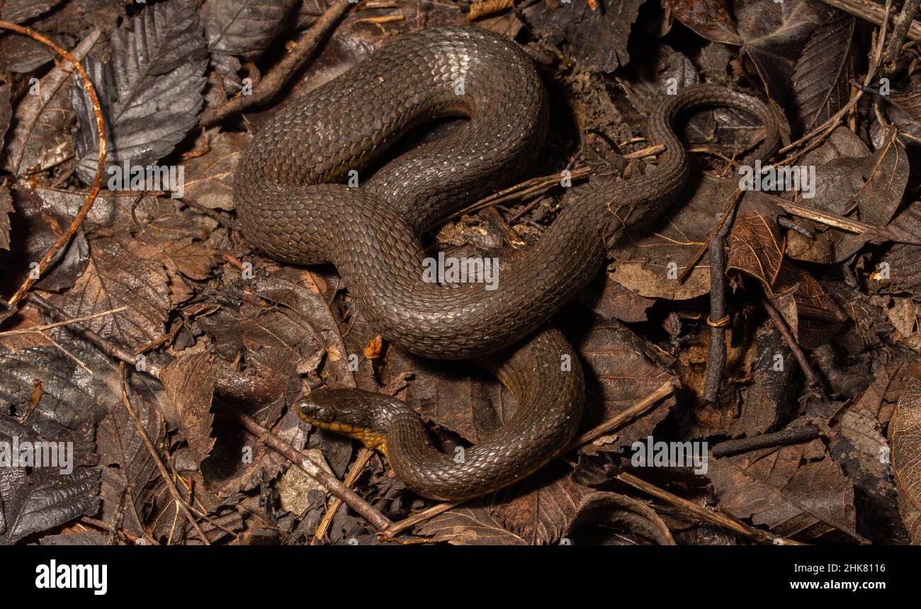 Delta Swampsnake (Liodytes rigida deltae) from Ascension Parish ...