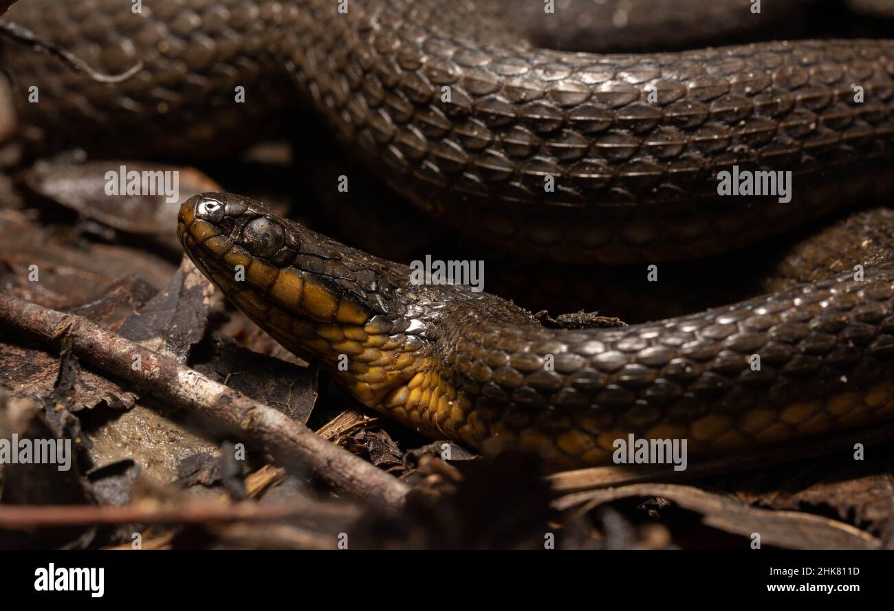 Delta swampsnake hi-res stock photography and images - Alamy