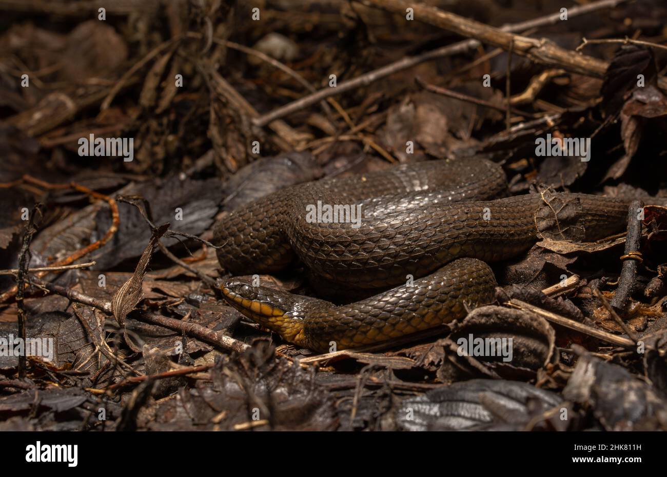 Delta Swampsnake (Liodytes rigida deltae) from Ascension Parish ...