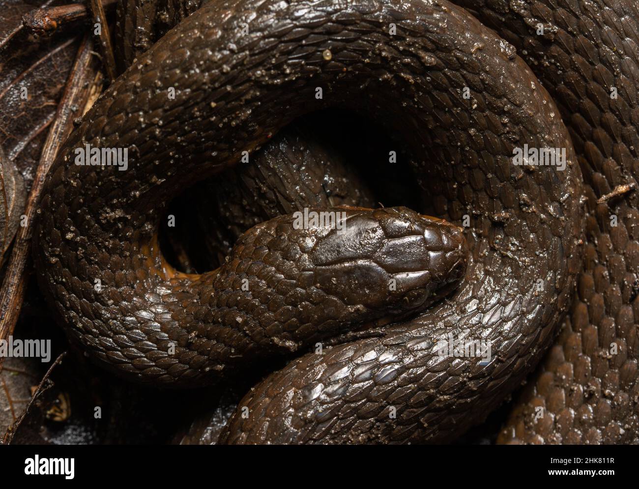 Delta Swampsnake (Liodytes rigida deltae) from Ascension Parish ...