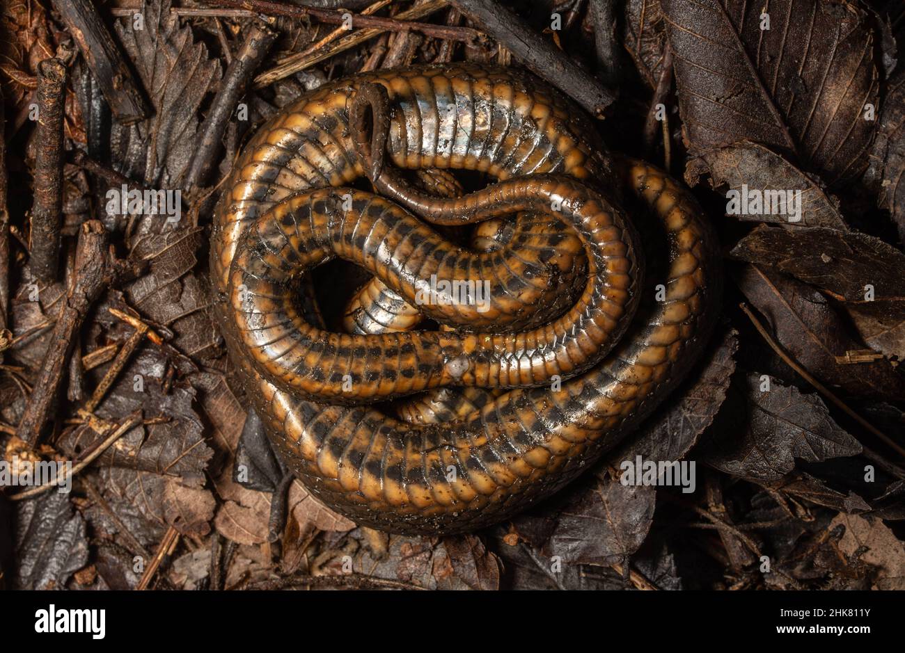 Delta Swampsnake (Liodytes rigida deltae) from Ascension Parish ...