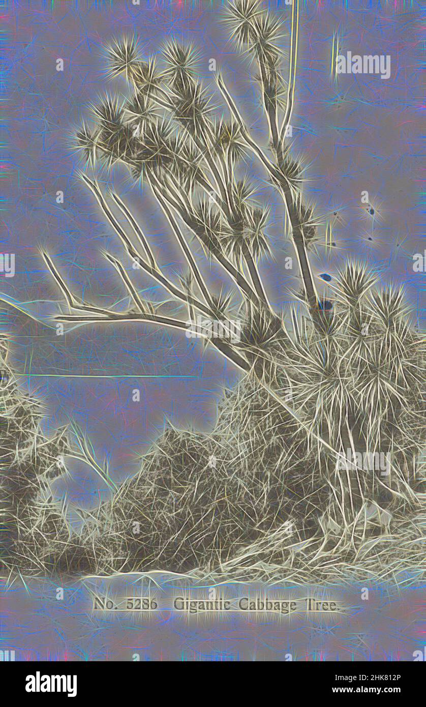 Inspired by Gigantic Cabbage Tree, Muir & Moodie studio, publisher ...