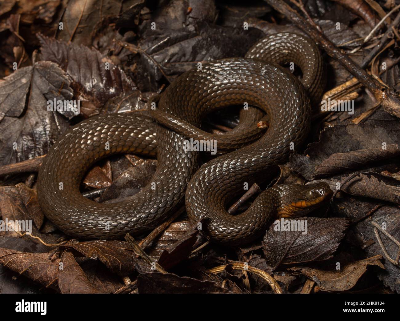 Delta Swampsnake (Liodytes rigida deltae) from Ascension Parish ...