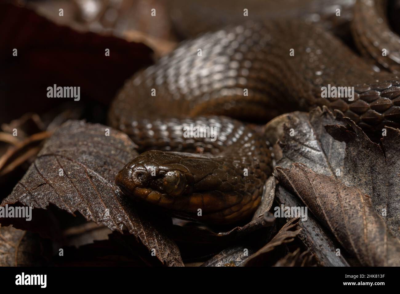 Delta Swampsnake (Liodytes rigida deltae) from Ascension Parish ...