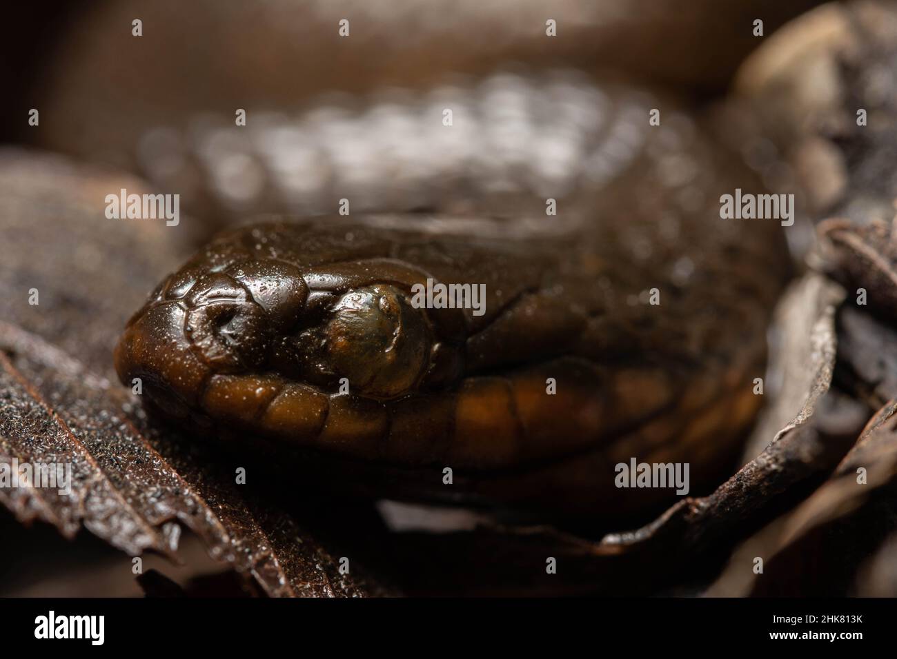 Delta Swampsnake (Liodytes rigida deltae) from Ascension Parish ...