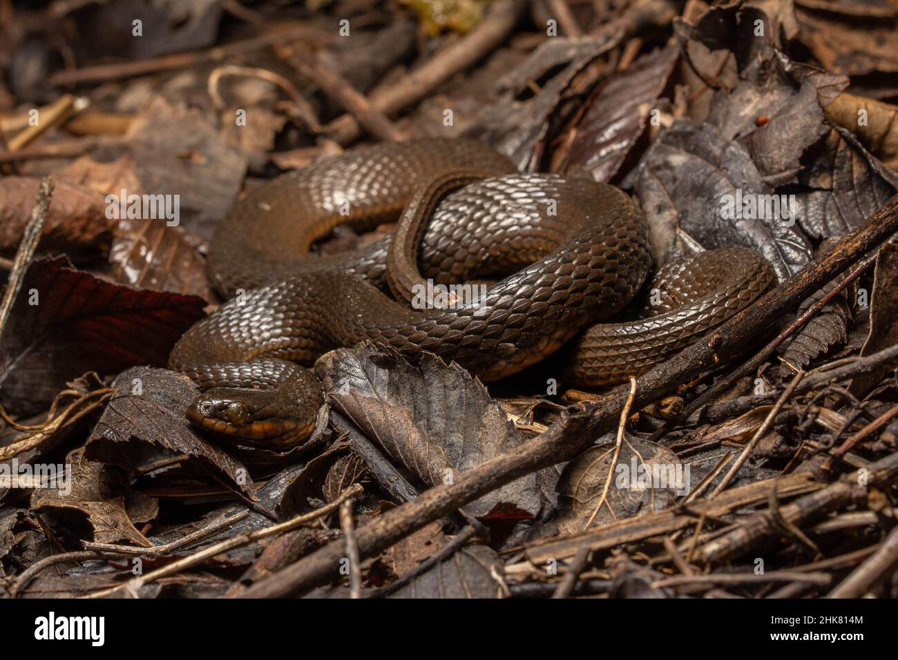 Delta Swampsnake (Liodytes rigida deltae) from Ascension Parish ...