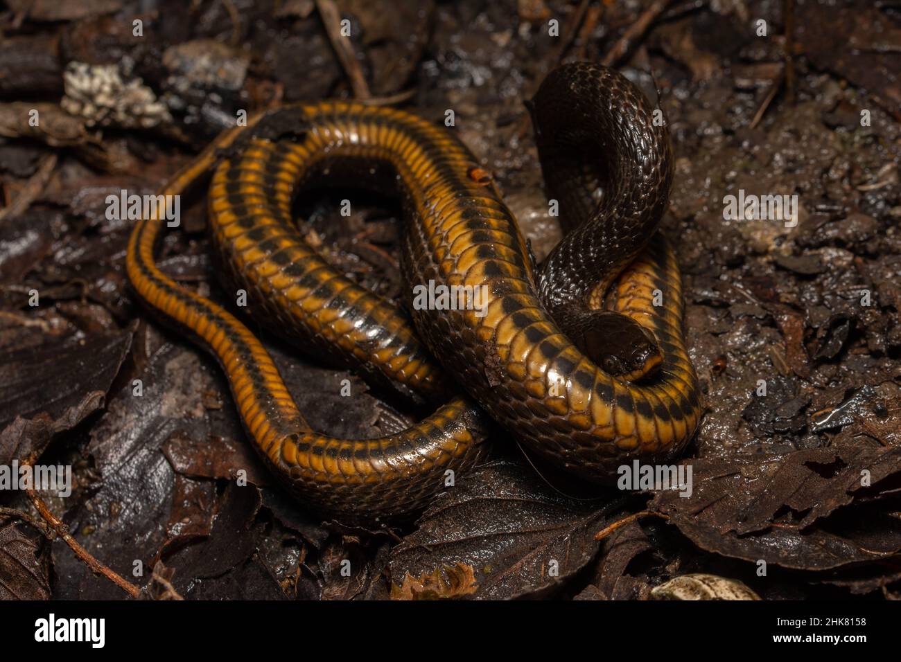 Delta Swampsnake (Liodytes rigida deltae) from Ascension Parish ...