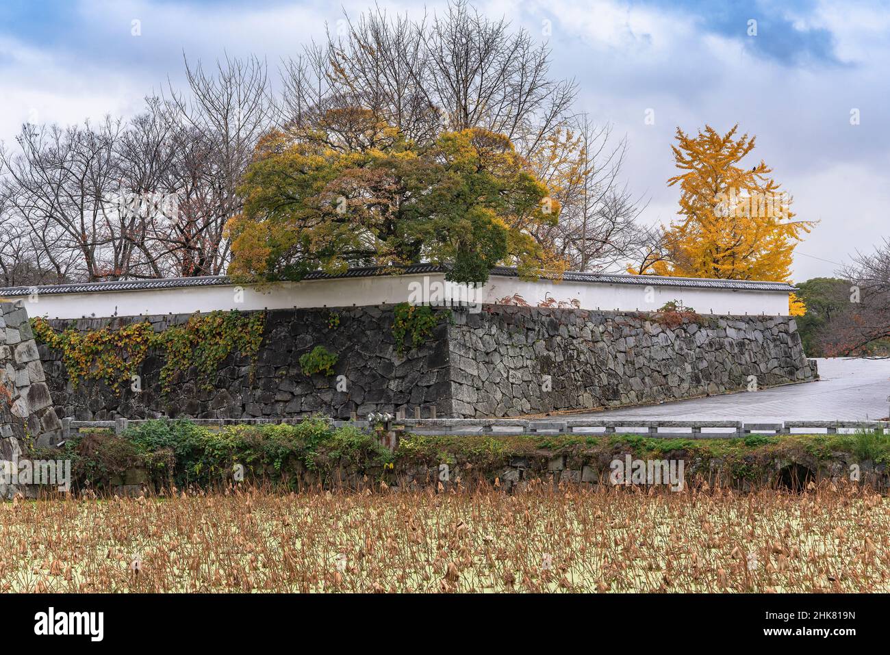 tokyo, japan - december 06 2021: Dried lotus or sedges stems in the ...