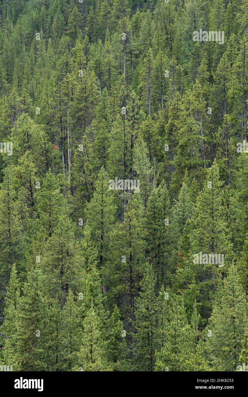 Lodgepole pine trees hi-res stock photography and images - Alamy