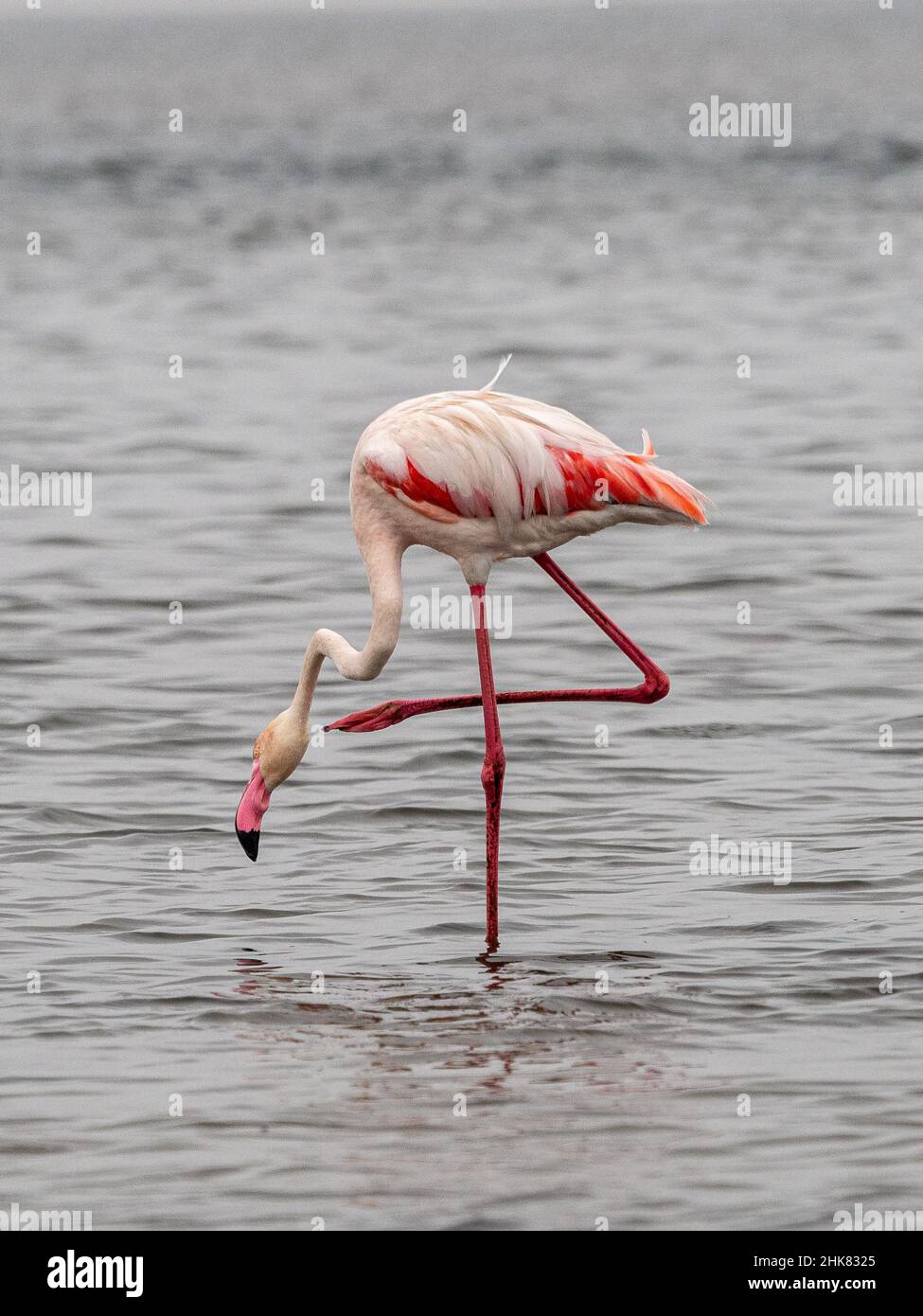 Vertical shot of a white and pink flamingo with a curved body at Walvis ...