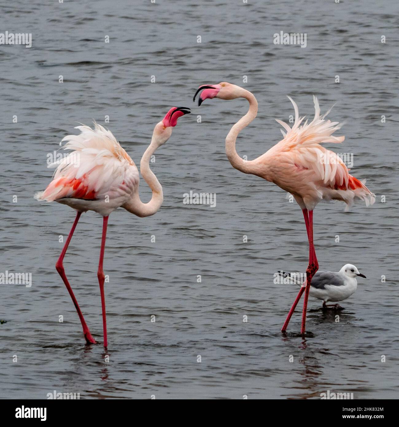 Flamingos in water near coast hi-res stock photography and images - Alamy