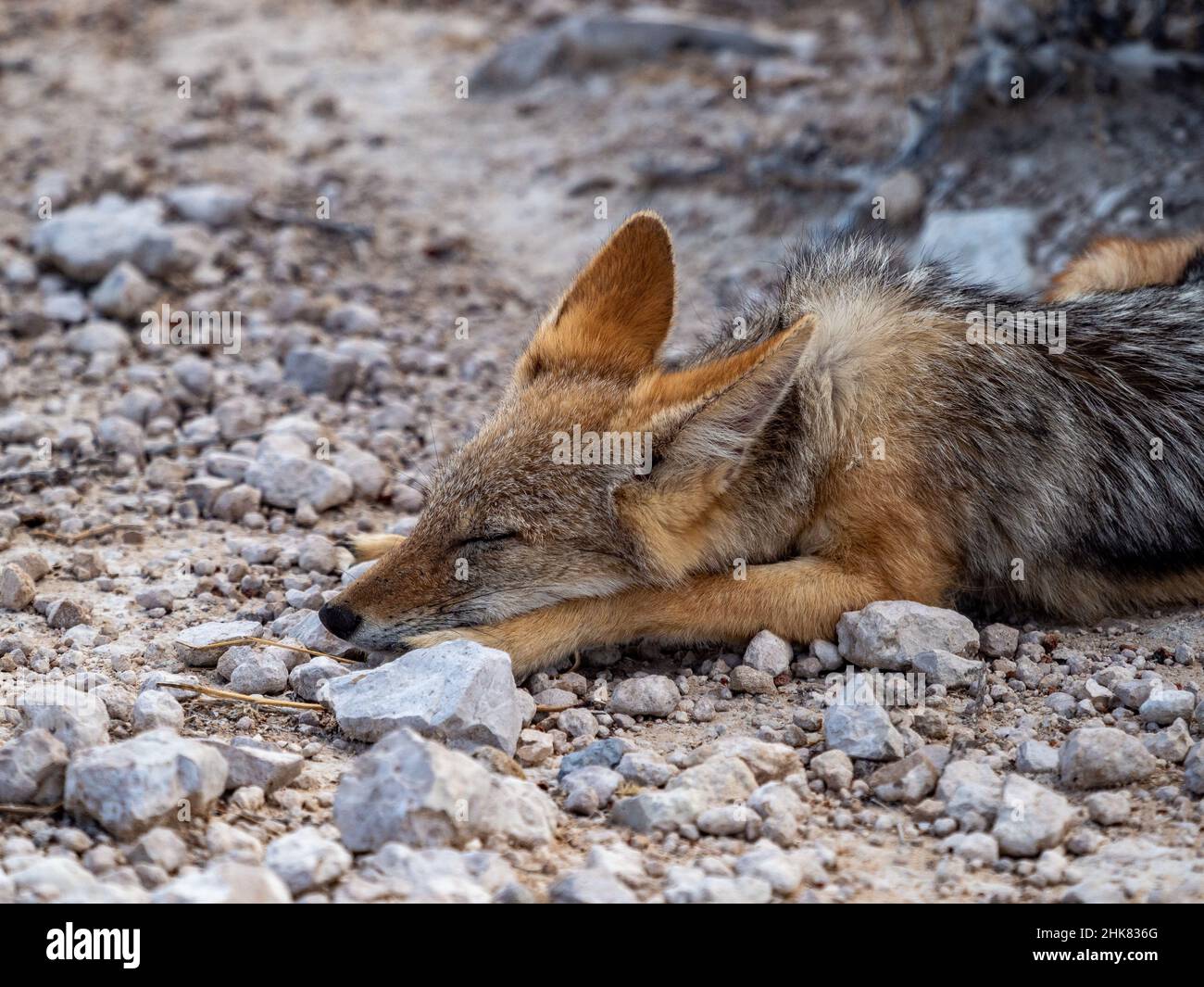 Dog sleeping on rocks hi-res stock photography and images - Alamy