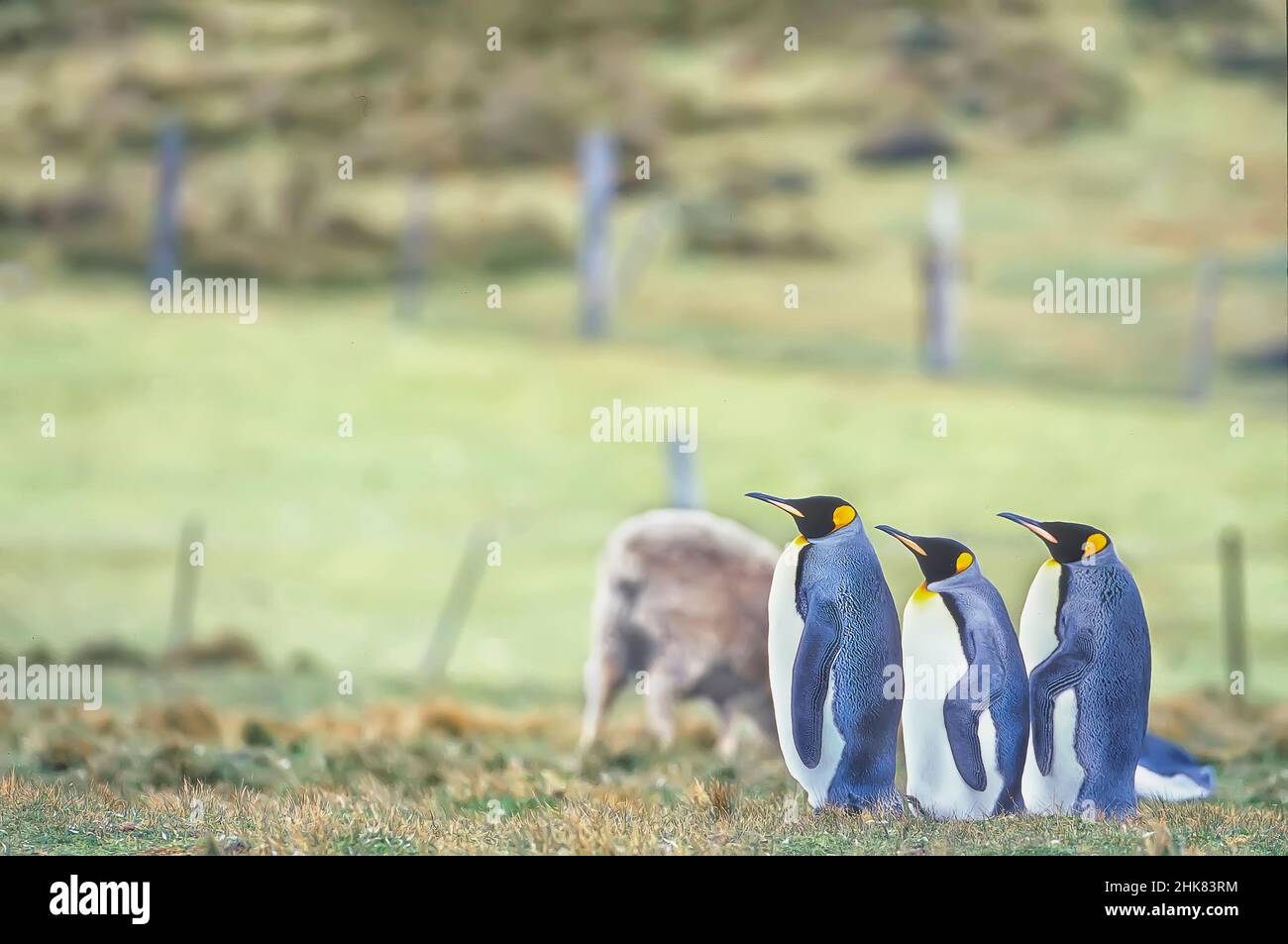 Sheep meeting King Penguins (Aptenodytes patagonicus), East Falkland ...