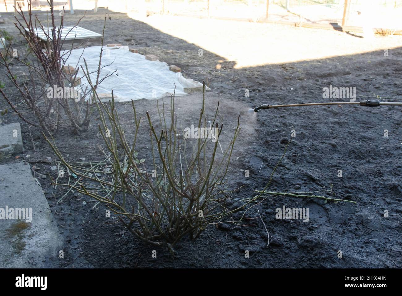Fumigating Pesti Pest Control Defocus Farmer Man Spraying Roses Bush