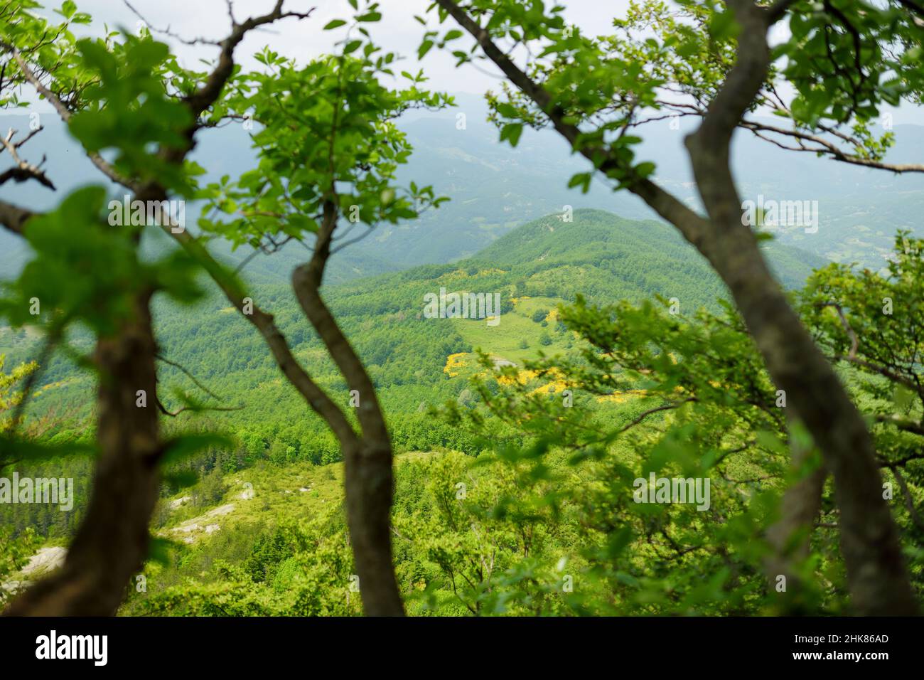 Casentino secular forest, one of the largest forest in Europe ...